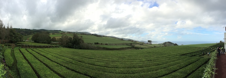 Chá Gorreana, Ilha de S. Miguel, Açores | Viaje Comigo