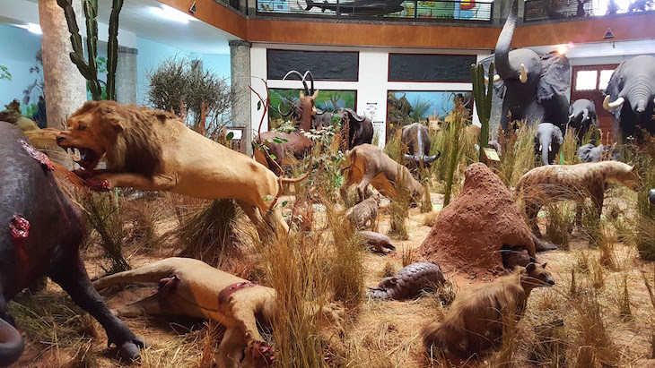 Museu de História Natural de Maputo | Viaje Comigo