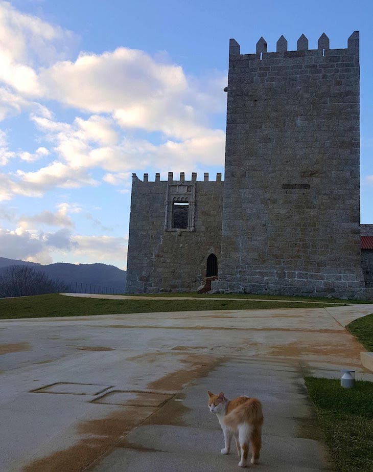 Os gatos-guia da Giela, Arcos de Valdevez | Viaje Comigo