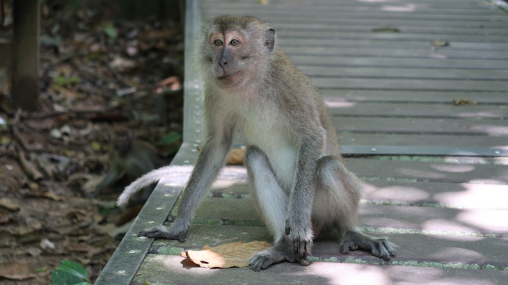 Macacos de Taman Negara, Malásia | Viaje Comigo