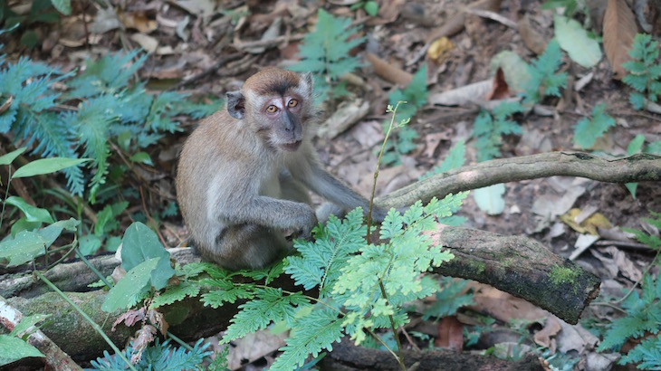 Macacos de Taman Negara, Malásia | Viaje Comigo