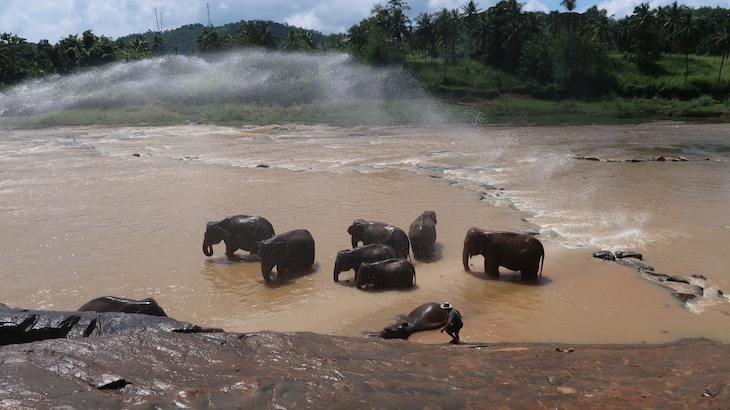 Orfanato de Elefantes em Pinnawala - Sri Lanka | Viaje Comigo