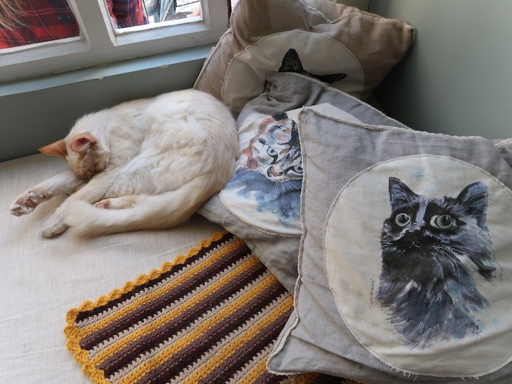 O Porto dos Gatos: o cat café que vai querer conhecer | Viaje Comigo