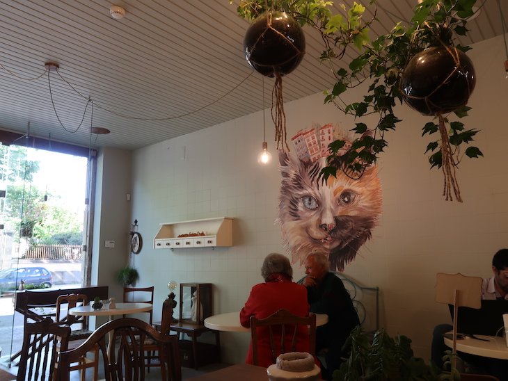 O Porto dos Gatos: o cat café que vai querer conhecer | Viaje Comigo