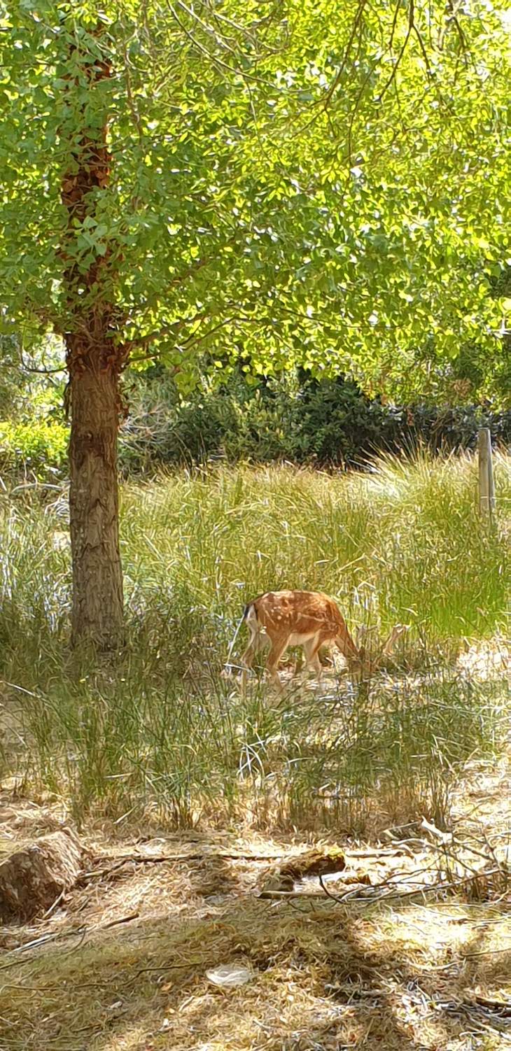 Visita pela Tapada Nacional de Mafra | Viaje Comigo
