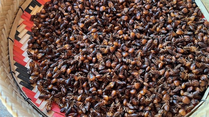 Um dia pela Amazónia: golfinhos e indígenas | Viaje ComigoViaje Comigo