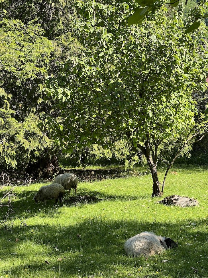 Chateau Chikovani, Gordi, Georgia | Viaje ComigoViaje Comigo