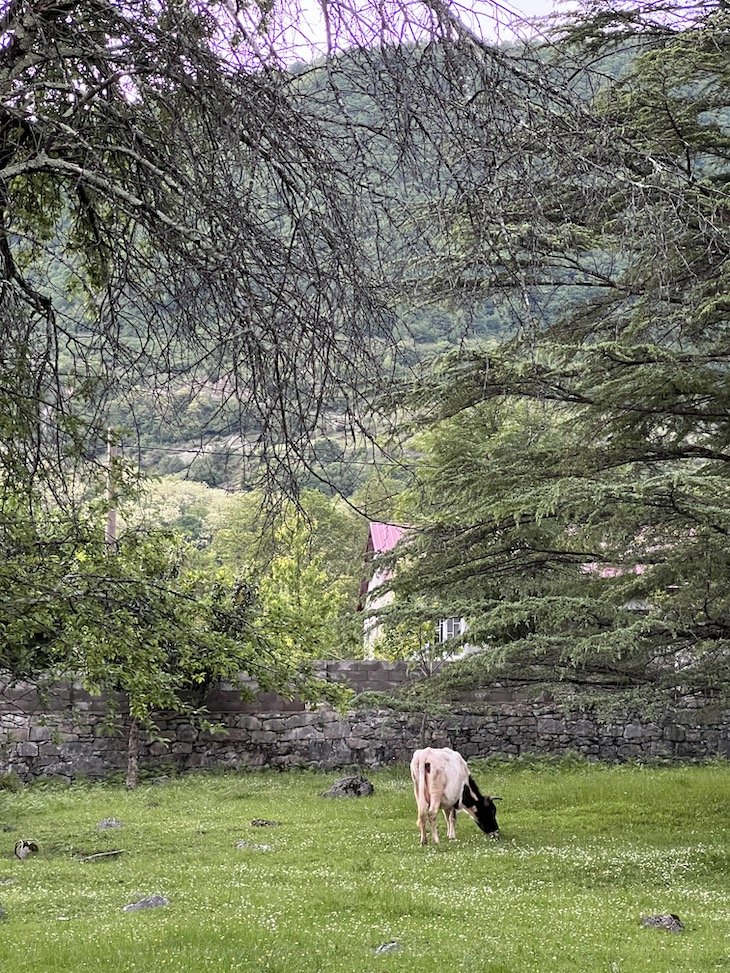 Chateau Chikovani, Gordi, Georgia | Viaje ComigoViaje Comigo