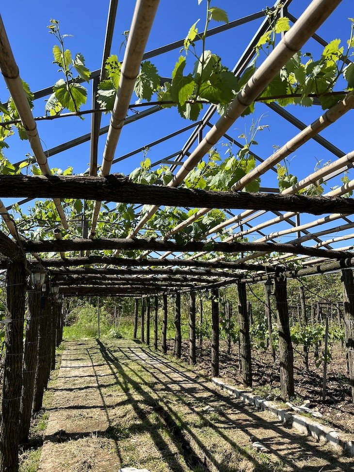 Chateau Chikovani, Gordi, Georgia | Viaje ComigoViaje Comigo