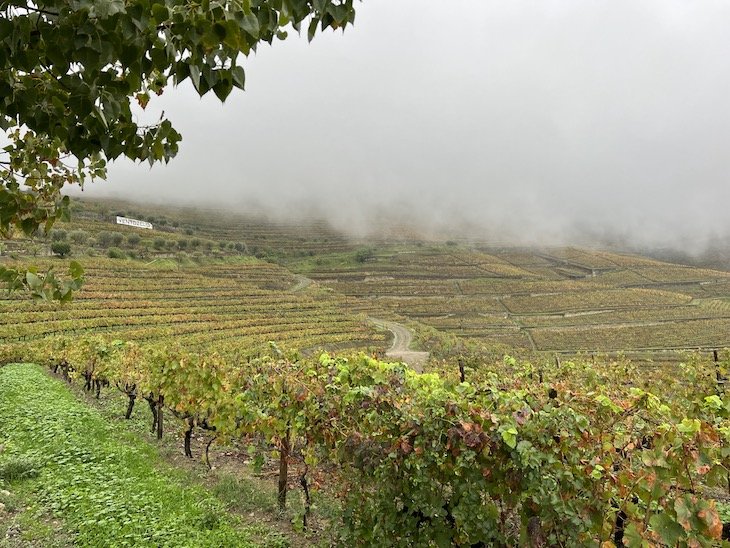 O Douro numa Quinta: Ventozelo, Douro | Viaje Comigo